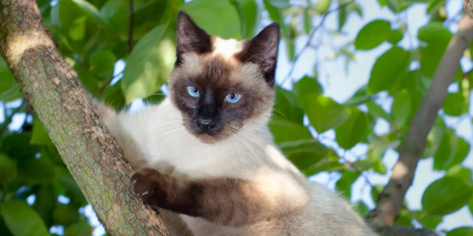 Siamese Cat: Breed Information and Personality