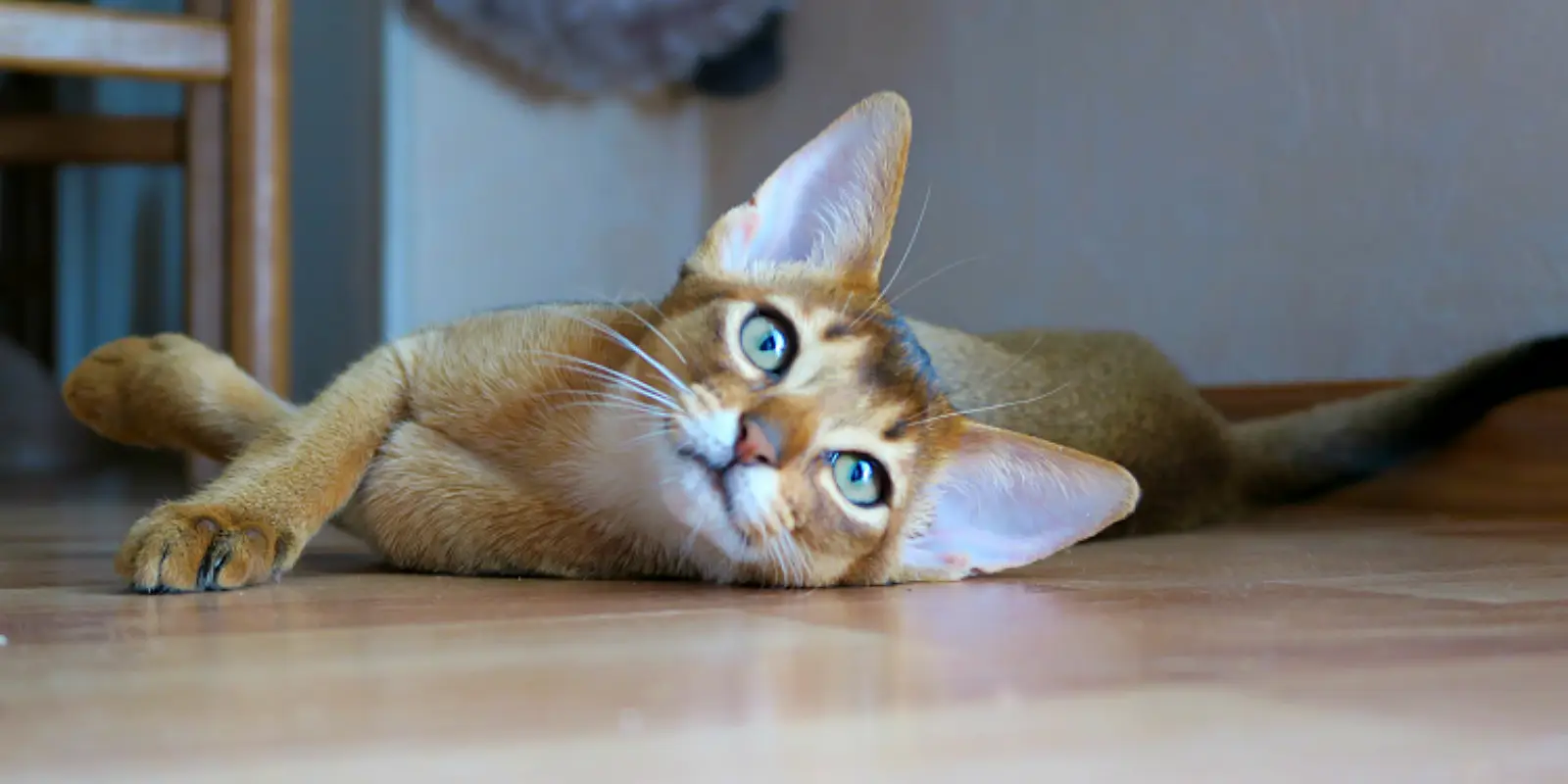Abyssinian Cat: Breed Information and Personality