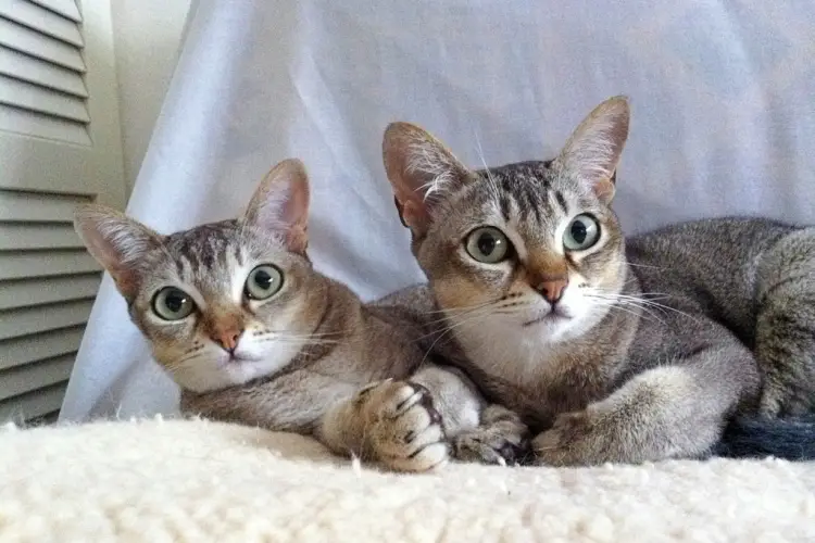 Singapura Cat: Breed Information and Personality