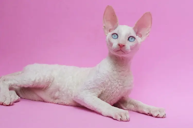 Cornish Rex Cat: Breed Information and Personality