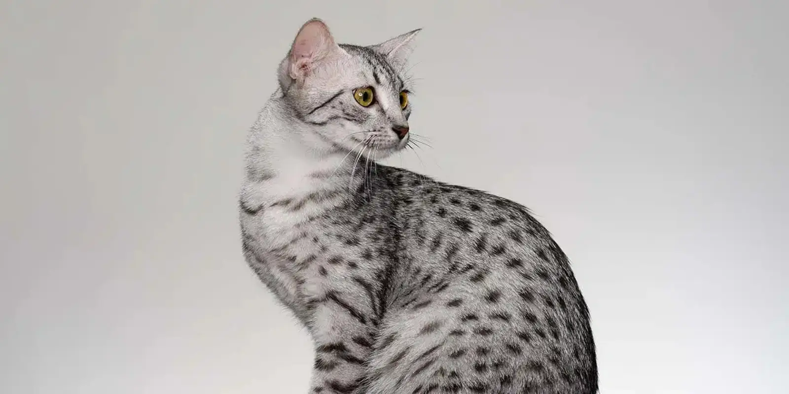 Egyptian Mau Cat: Breed Information and Personality