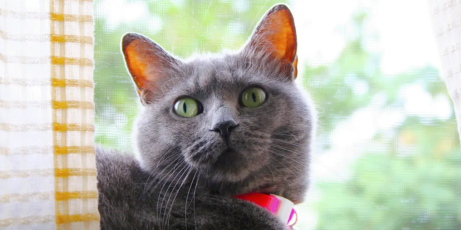 Korat Cat: Breed Information and Personality