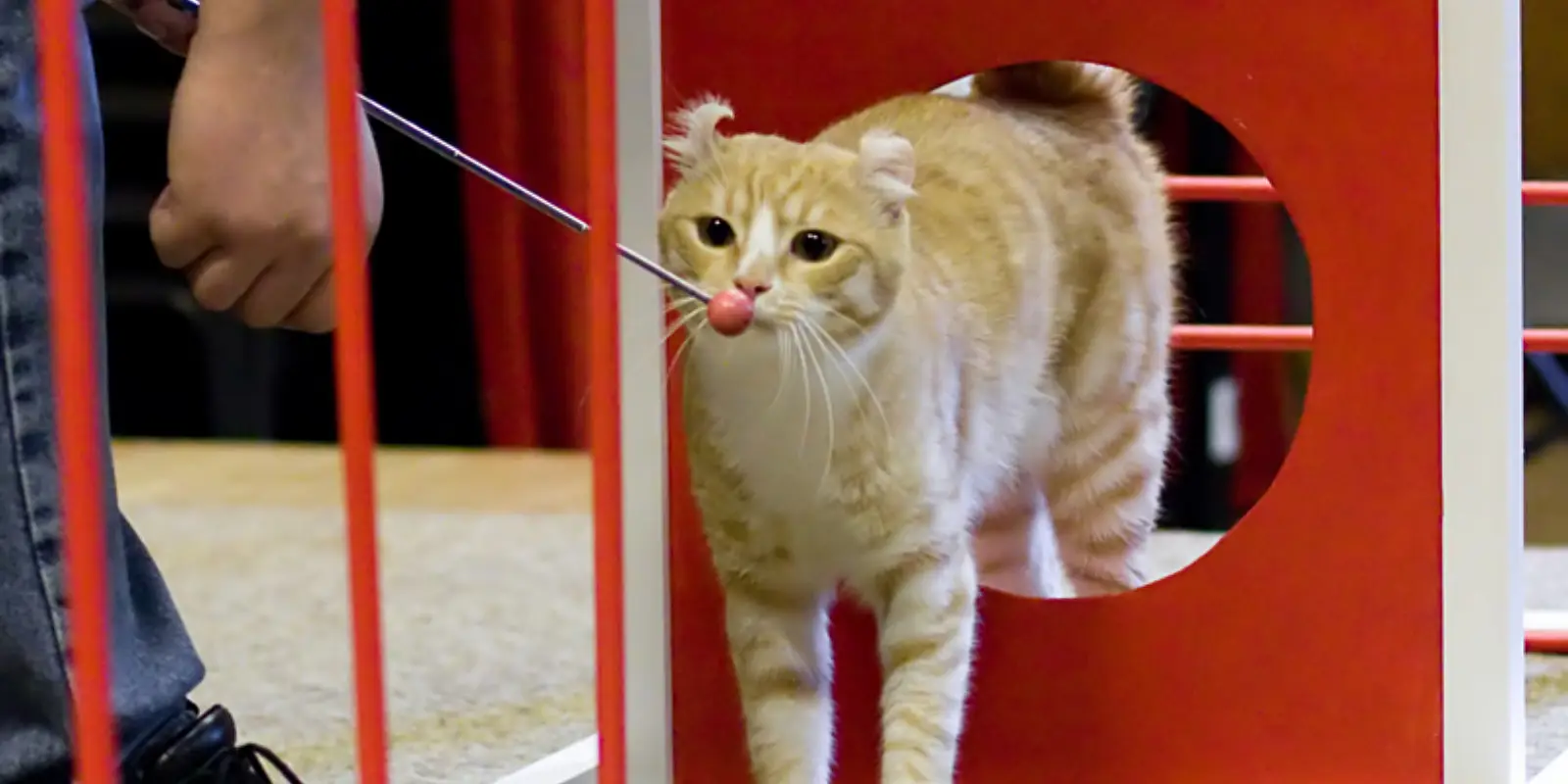 Cat Agility Training: A Fun Way to Keep Your Cat Fit and Happy
