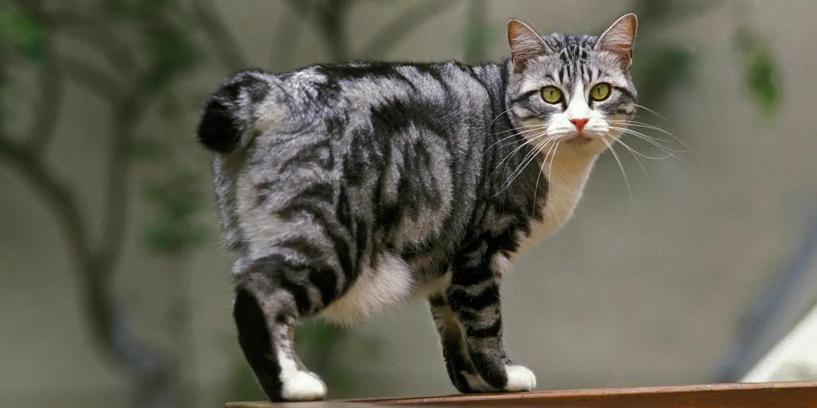 Japanese Bobtail Cat: Breed Information and Personality