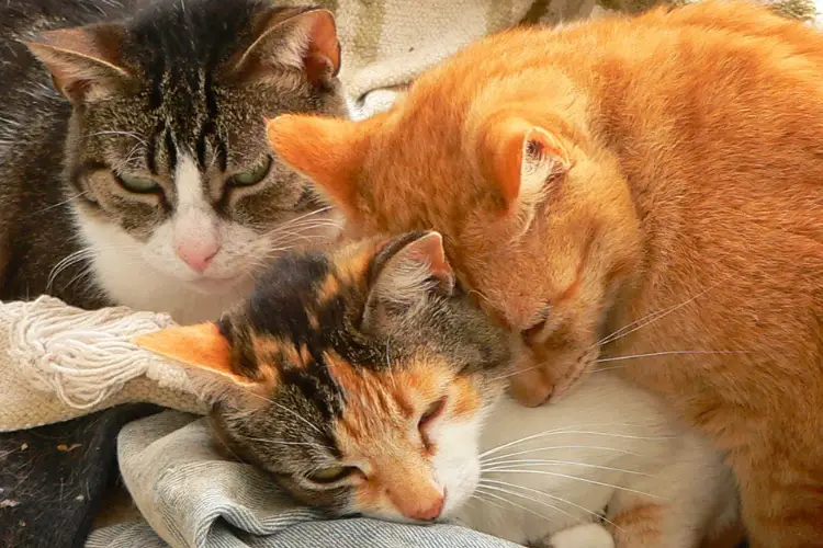 How to Help Cat Hoarders and Their Cats