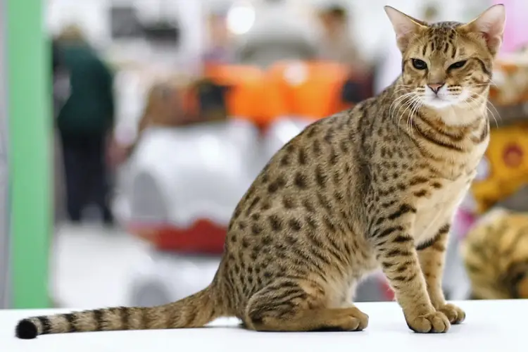 Domestic Cats in Wild Coats