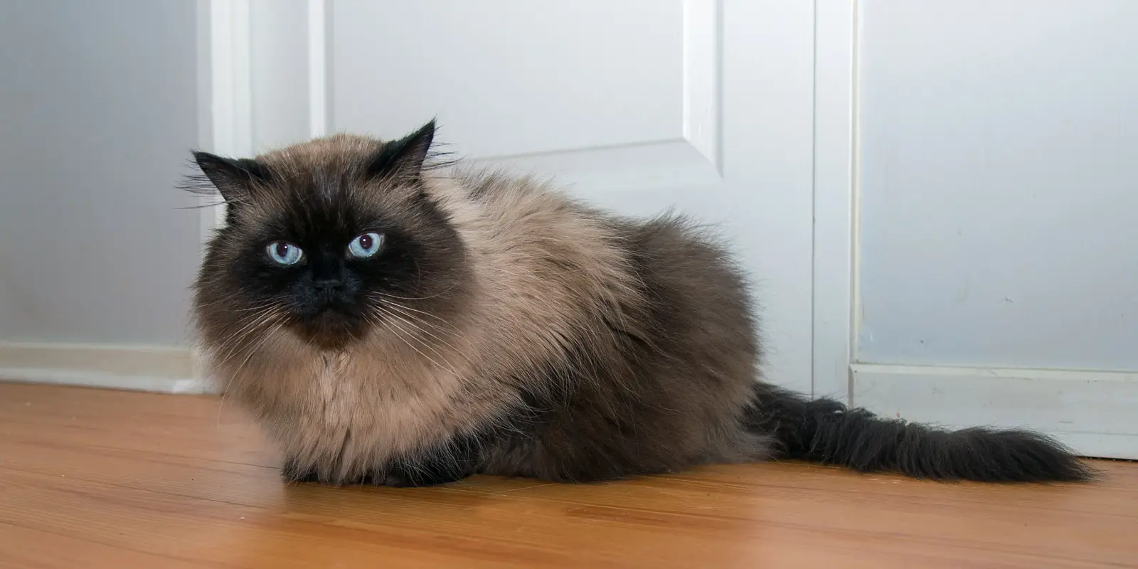 Himalayan Cat: Breed Information and Personality