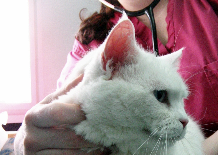 How to Prepare Your Cat for their First Vet Visit