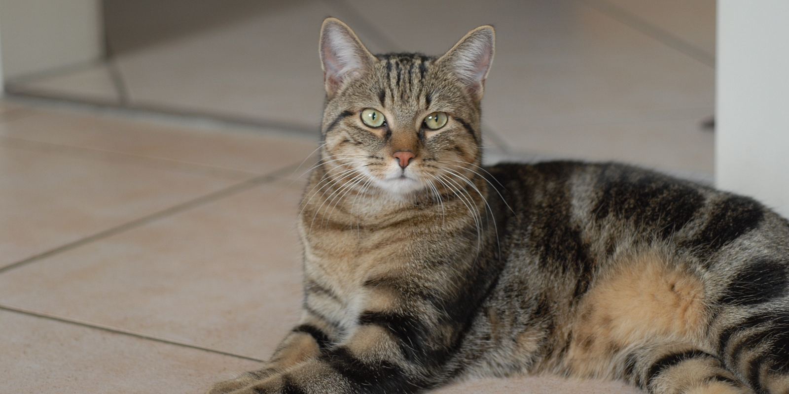 European Shorthair Cat: Breed Information and Personality