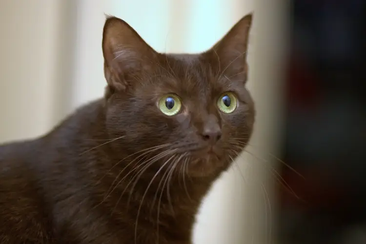 Havana Brown Cat: Breed Information and Personality