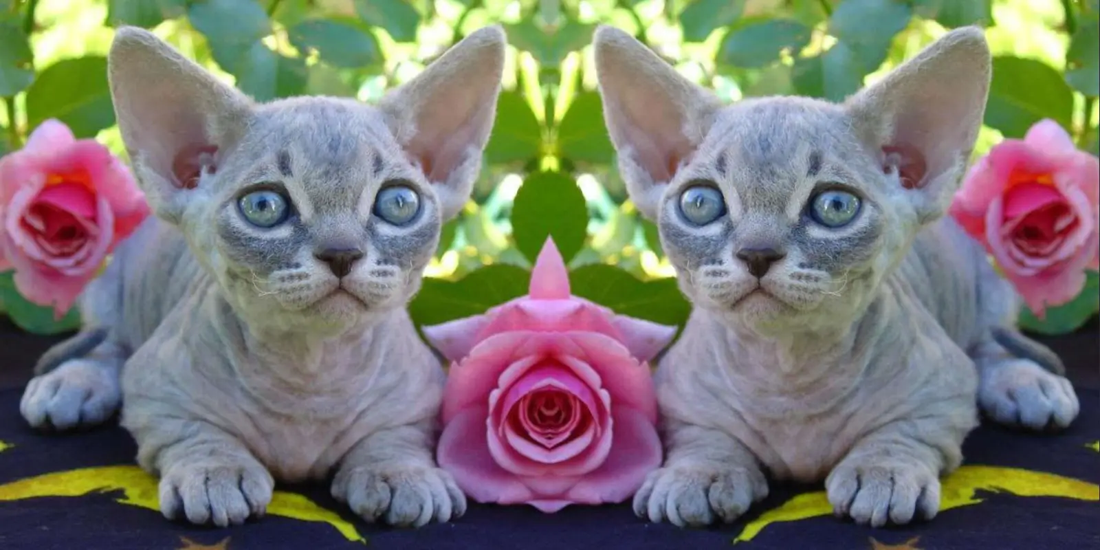 Minskin Cat: Breed Information and Personality