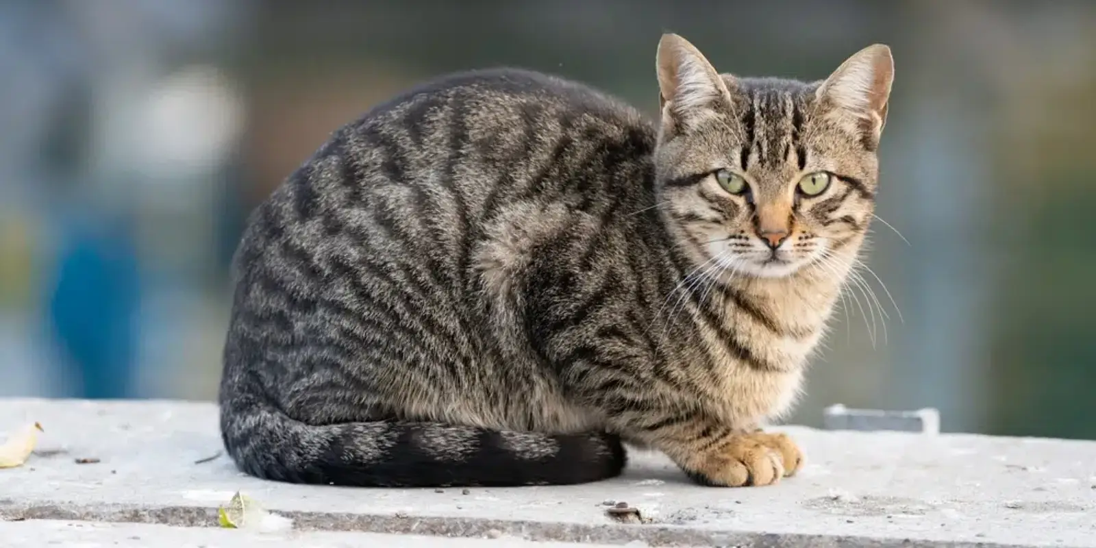 California Spangled Cat: Breed Information and Personality