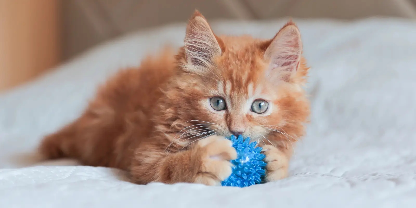 Signs Your Kitten is Teething and How to Help
