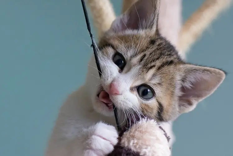 Signs Your Kitten is Teething and How to Help