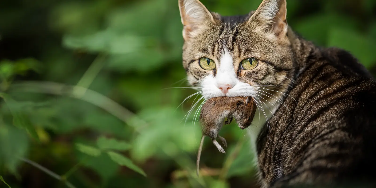 Why Do Cats Bring You Dead Animals as Gifts?