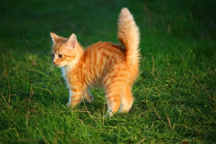 8 Reasons Why Cats Arch Their Backs