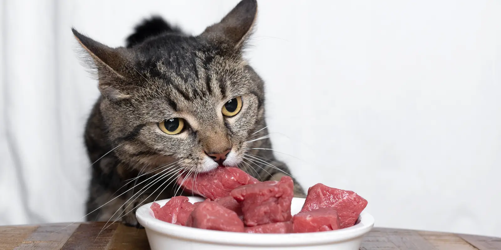 Why Cats Need to Eat Meat: Understanding Obligate Carnivores