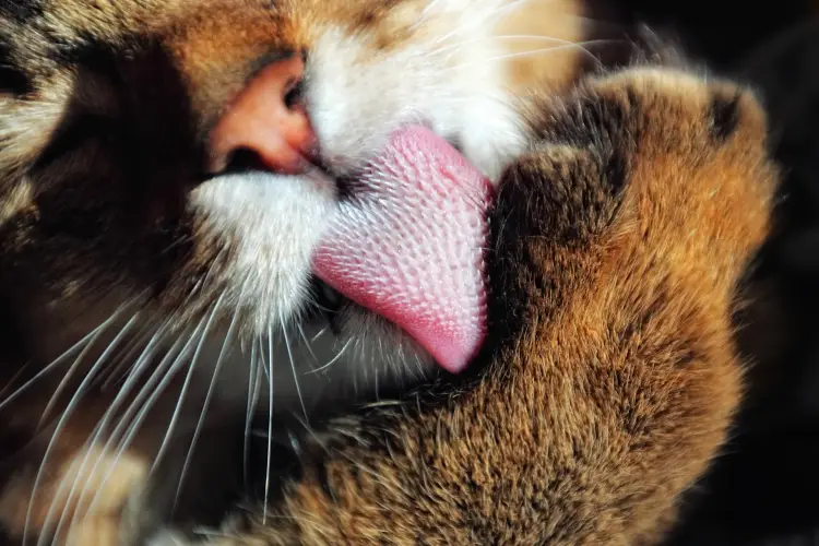 Why Do Cats Have Rough Tongues? The Science Explained